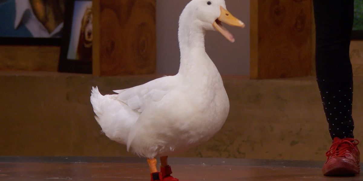 Wrinkle the duck helps resurrect a tv classic with 1 incredibly stupid ...