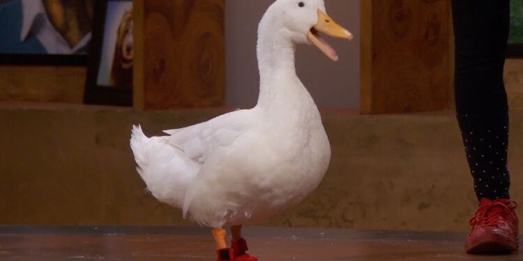 Wrinkle the duck helps resurrect a tv classic with 1 incredibly stupid ...