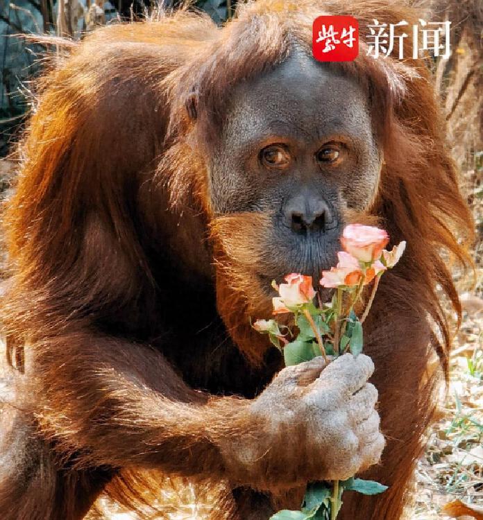 智慧猩猩聪明猴，送束玫瑰“爱你呦” | Nestia