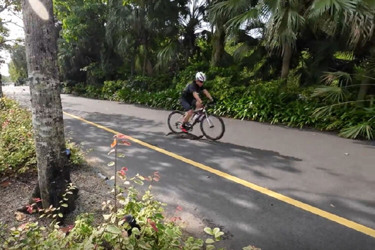 Gardens by the Bay urges cyclists to reduce speed after monitor lizard run over by road bike ...
