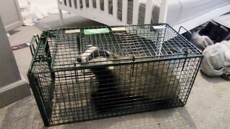 Homeowner left shocked after badger sets up camp in bedroom after ...