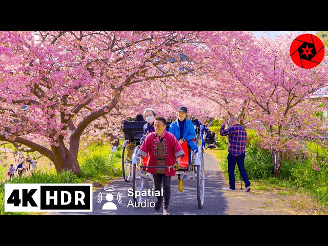 2024 Japan Cherry Blossoms Season Starts Early!! 4K HDR Relaxation | Nestia