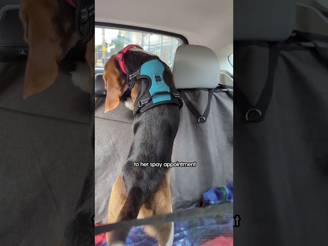 Dora The Beagle Is Rescued From A Medical Lab And Has The Best Life Now ...