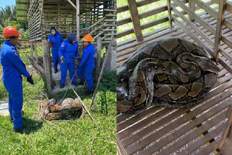 Civil Defence Force captures 50kg python in Baling | Nestia