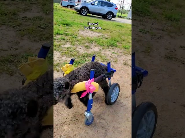 Wobbly Goat Runs For The First Time | The Dodo | Nestia