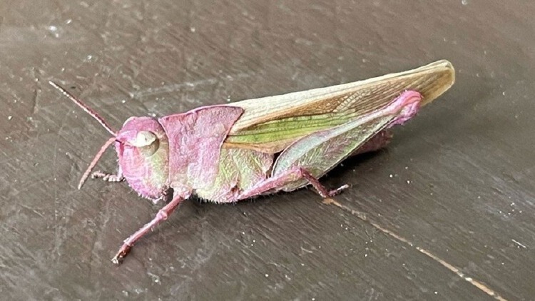 9-year-old ‘bug expert’ discovers and captures super-rare pink ...