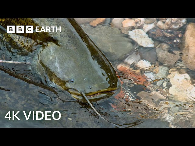 The Fish That Hunts Pigeons | 4K UHD | Planet Earth II | BBC Earth | Nestia