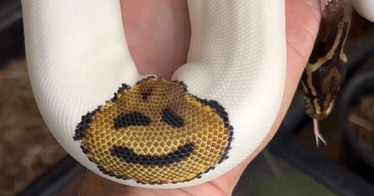 Bizarre snake goes viral as owner spots smiley face appearing naturally ...