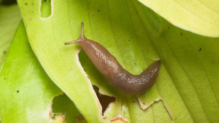 Five most common garden pests to watch out for in spring - and how to ...