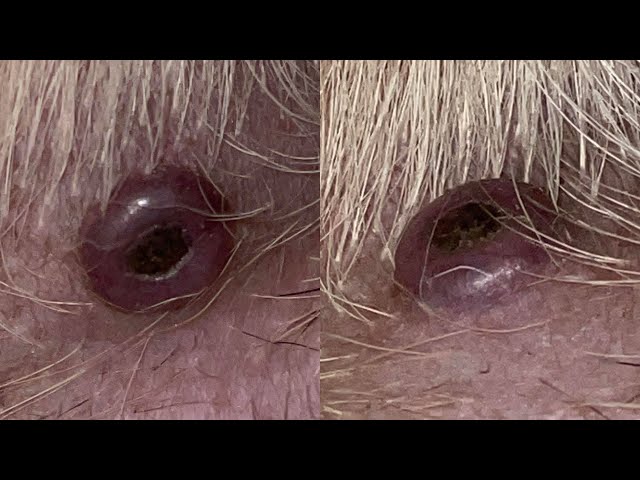 Removing A Huge Botfly Maggot From Dog's Chin (Part 9) | Nestia