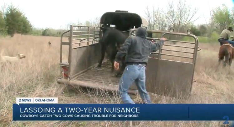 Giant cows who spent two years on the loose finally wrangled by ...