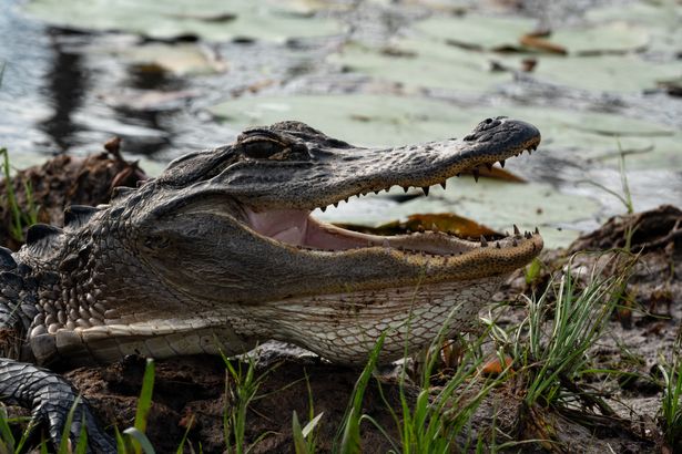 Terrifying moment airboat flips plunging nine passengers into alligator ...