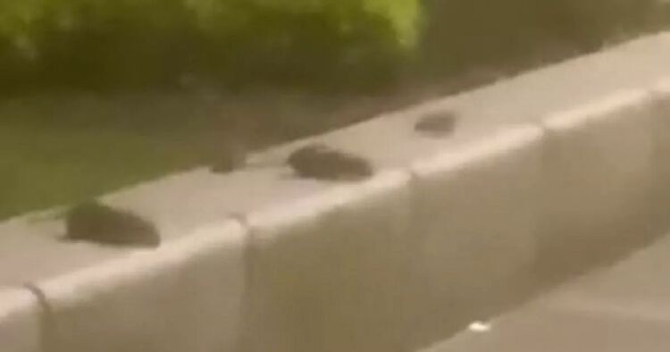 Horrifying footage shows rats scurrying around in Swansea city centre ...