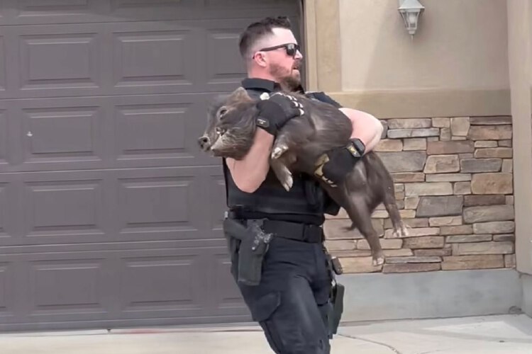 Hilarious video of cop tackling loose pig terrorizing Utah neighborhood ...