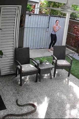 Footage shows terrifying moment woman left screaming as huge snake ...