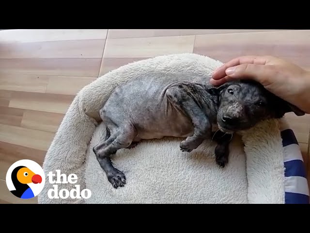 Puppy Thrown In Trash Is Unrecognizable Now | The Dodo | Nestia
