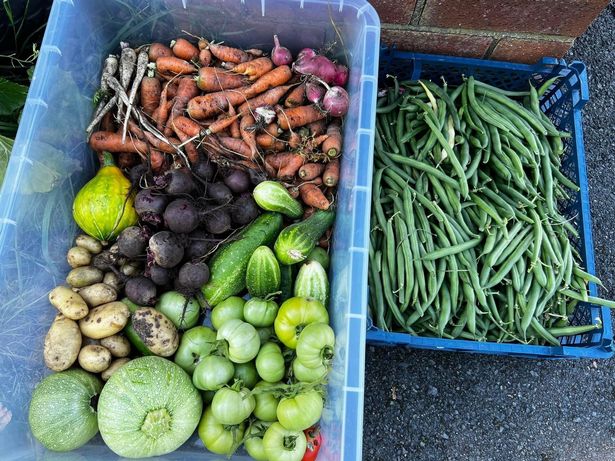 Kind-hearted man turns garden into huge allotment to grow thousands of fruit and veg for ...