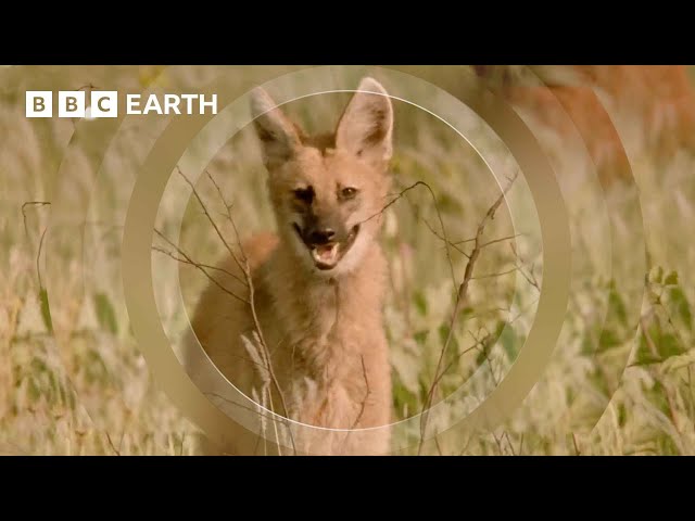 The Rare and Elusive Maned Wolf | How Nature Works | BBC Earth | Nestia