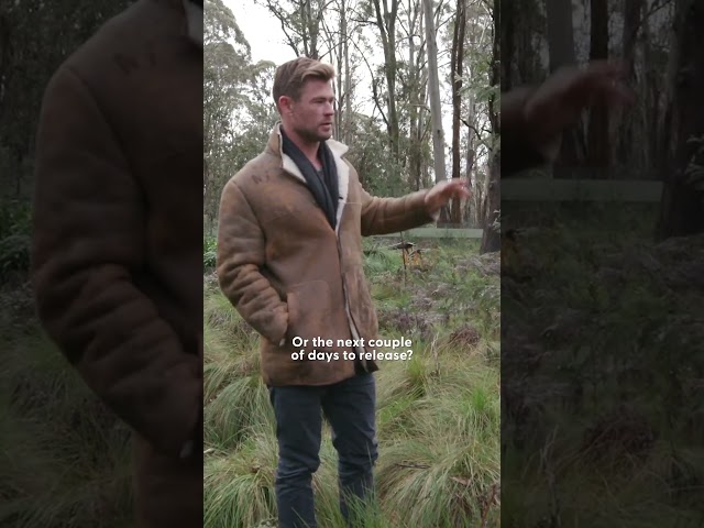 Chris Hemsworth Releases Tasmanian Devil Babies | The Dodo | Nestia