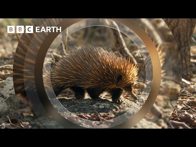 A Close Encounter with Endearing Echidnas | The Making of Mammals | BBC Earth | Nestia