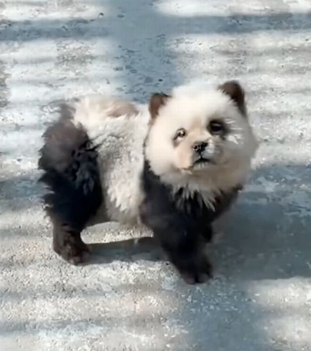 Outrage as zoo dyes dogs to look like pandas because it 'doesn't have ...