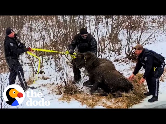 Two Police Officers Rescue A Moose From Frozen Lake | The Dodo | Nestia