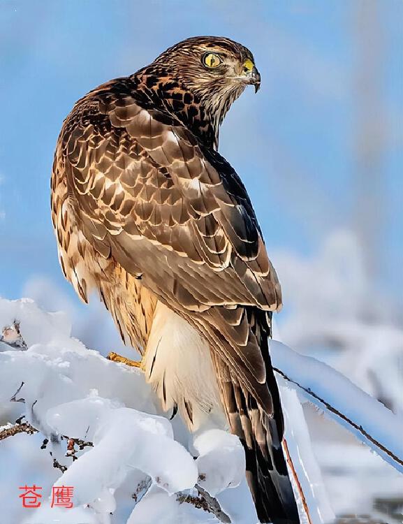 千姿百态的禽鸟世界（5） | Nestia