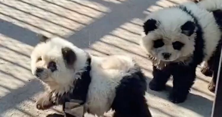 Chinese zoo under fire for dyeing dogs to look like pandas hits back in ...