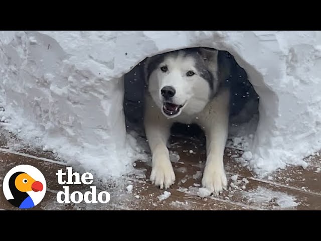 Sad Husky Can't Play Any Sports This Winter So This Couple Builds Him ...