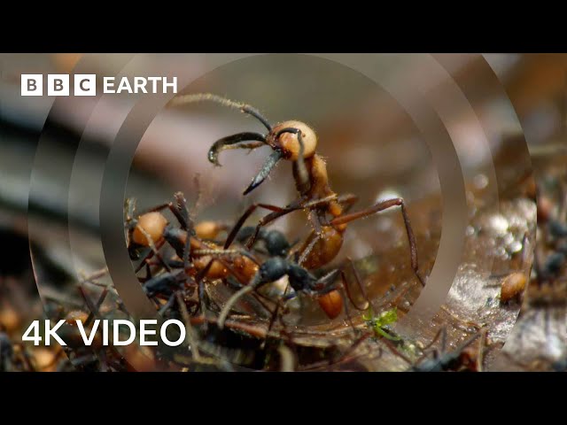Army Ants Rampage Through The Forest | 4K UHD | The Hunt | BBC Earth ...