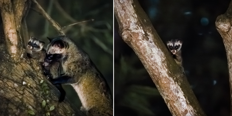 Mother civet spotted in s’pore helping its baby climb tree after ...