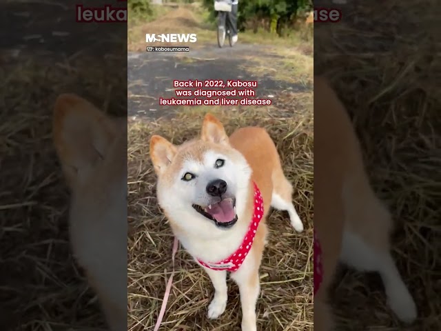 Shiba Inu in viral 'Doge' meme dies at age 18 | Nestia