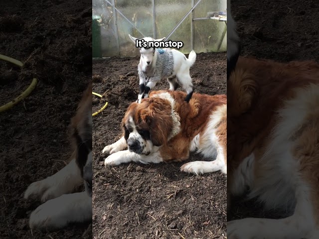 Huge Dog Is So Patient With Her Little Brother | The Dodo | Nestia