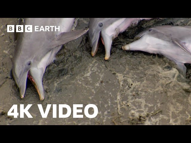 Smart Dolphins Beach their Prey | 4K UHD | The Hunt | BBC Earth | Nestia