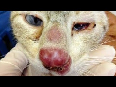 Huge Botfly Maggot Removed From Inside Cat's Nose (Part 104) | Nestia