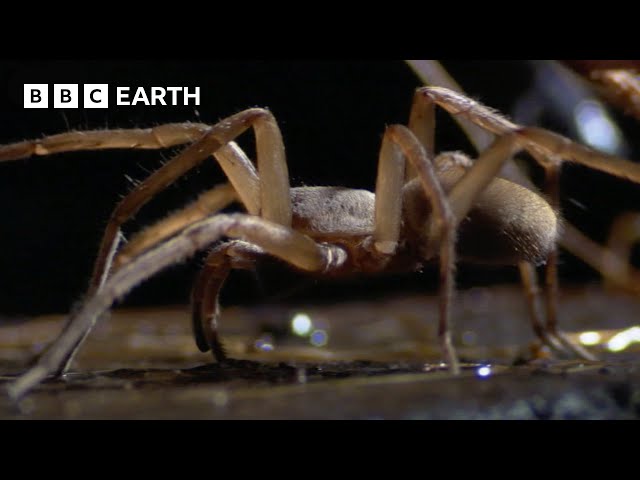 Subterranean Spiders Survive in Total Darkness | South Pacific | BBC ...