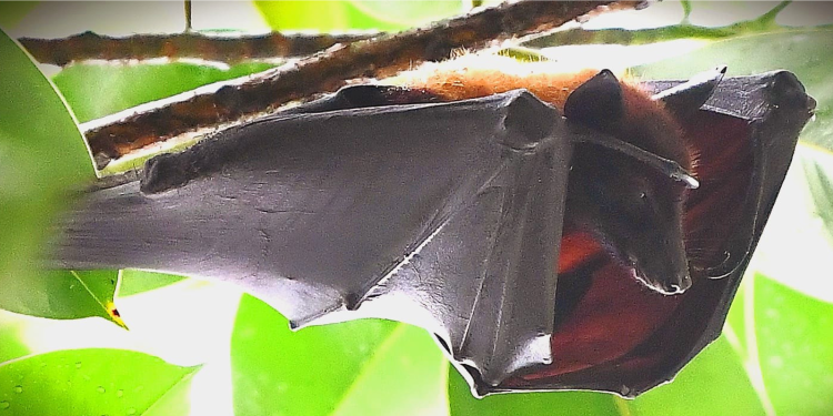 Photographer captures shot of critically endangered large flying fox in ... Photographer captures shot of critically endangered large flying fox in ...