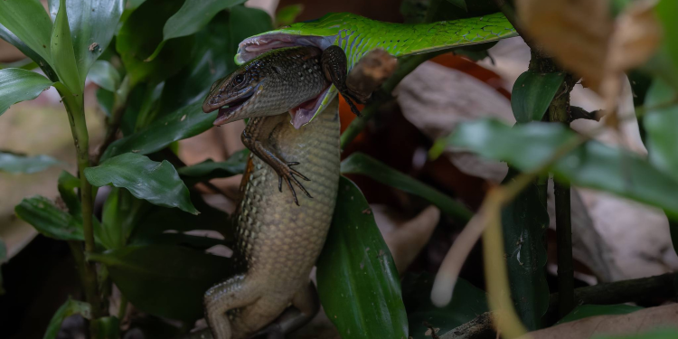Wildlife enthusiasts capture clear footage of snake swallowing Sun ...