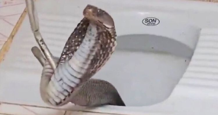 Woman finds deadly King cobra inside her toilet in horrifying footage ...