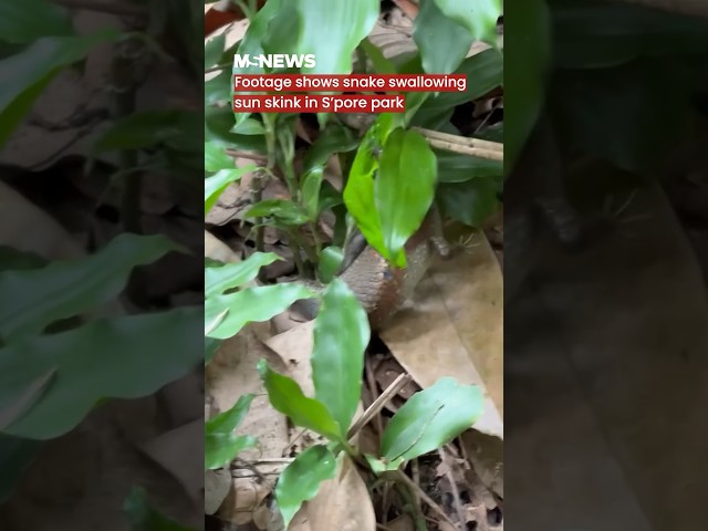 Footage shows snake swallowing sun skink in S'pore park | Nestia
