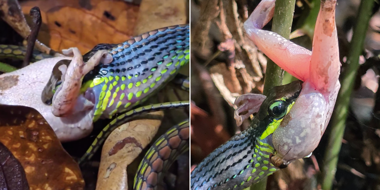 Wildlife enthusiasts capture clear footage of snake devouring frog ...