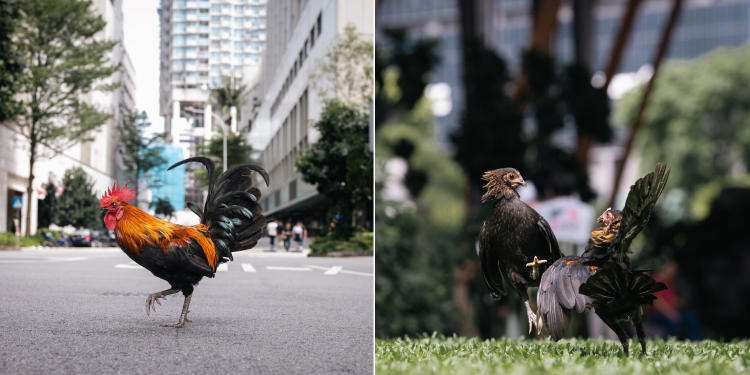 Photographer captures cinematic photos of chickens strutting around ...