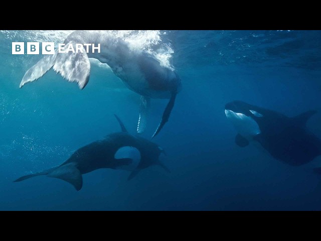Orca Kidnaps Baby Humpback Whale | 4K UHD | Mammals | BBC Earth | Nestia