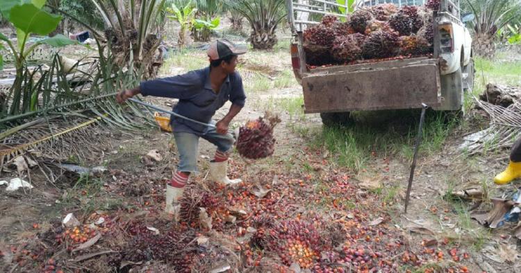 原产部拟重整种植领域 确保各州遵守全球标准 | Nestia