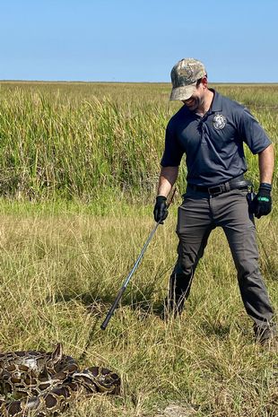 Inside tradition where hunters compete to kill most pythons in snake ...
