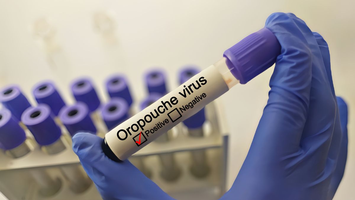 'Sloth fever' symptoms explained – everything we know about Oropouche ...