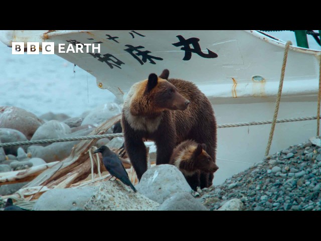 A Journey Through Japan | 4K UHD | BBC Earth | Nestia