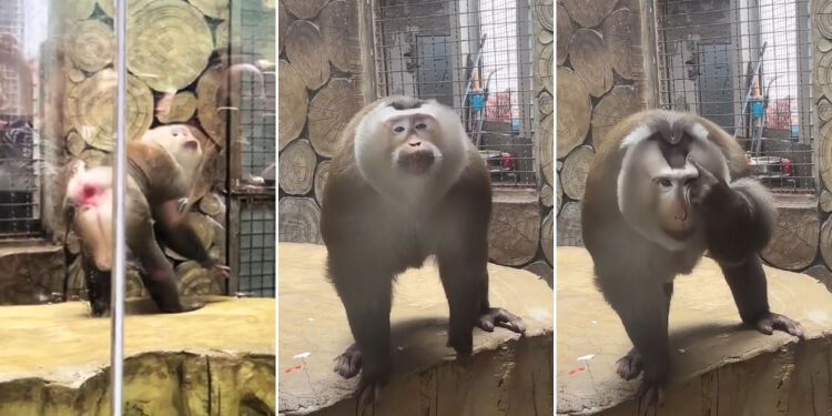 Monkey in China goes viral for striking human-like poses in front of ...