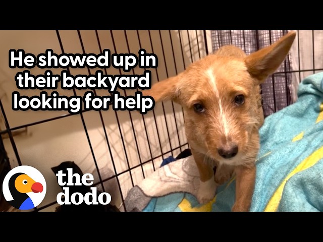 Terrified Stray Puppy Becomes The Biggest Cuddle Bug | The Dodo | Nestia