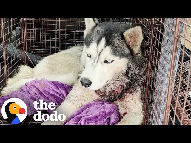 Husky Found Collapsed On Lawn Becomes The Happiest Boy | The Dodo | Nestia